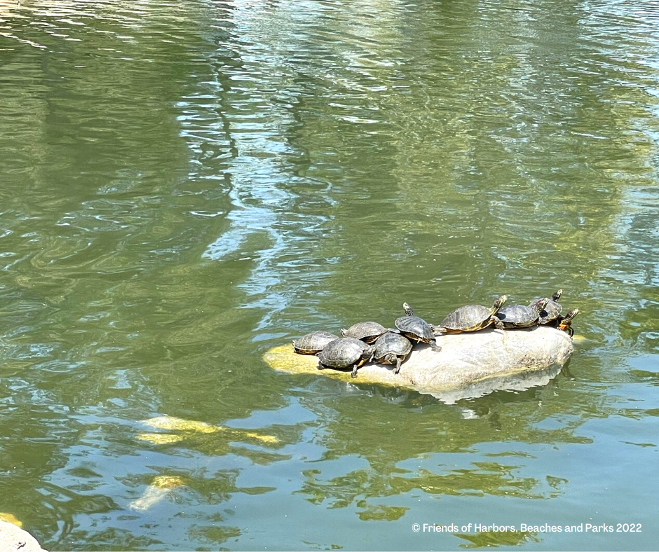 Turtles on a Rock ⋆ Friends of Harbors, Beaches and Parks